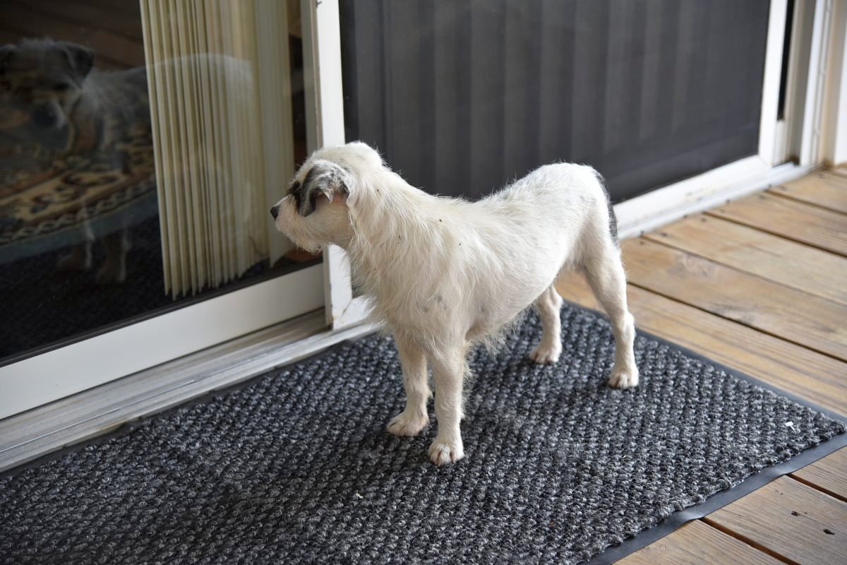 Tony the Park Dog - 2017