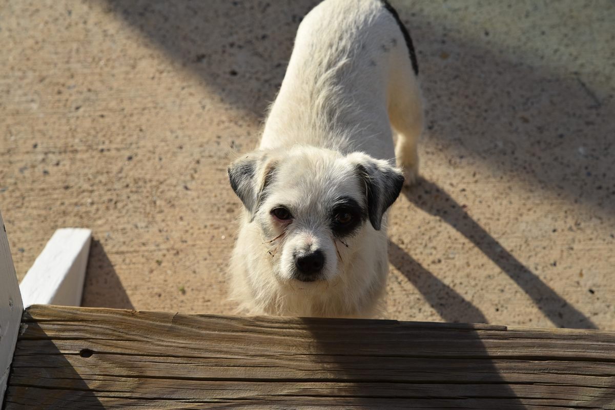 Tony the Park Dog - 2017