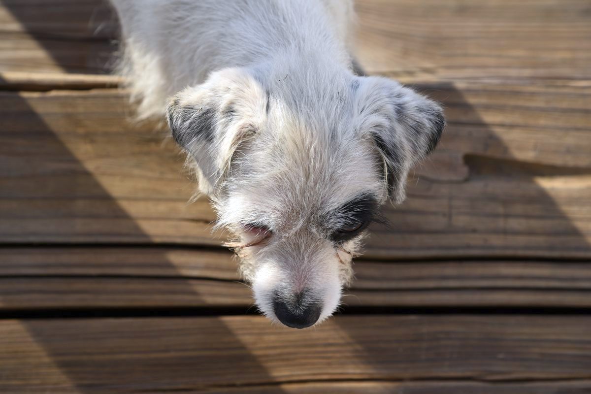 Tony the Park Dog - 2017