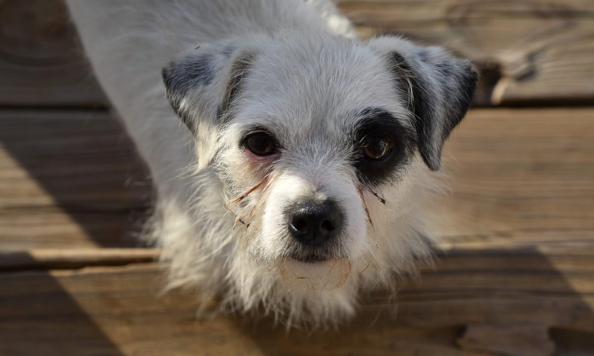 Tony the Park Dog - 2017