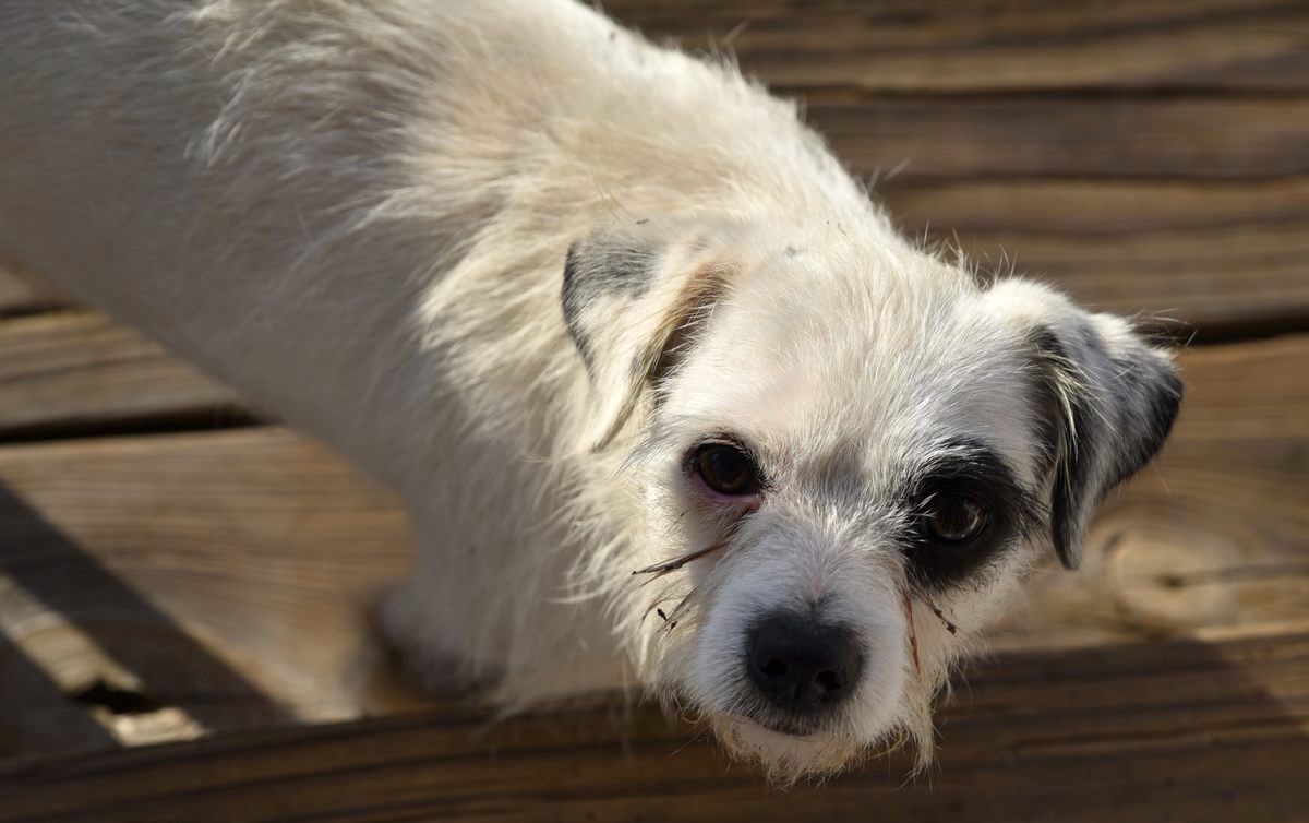 Tony the Park Dog - 2017